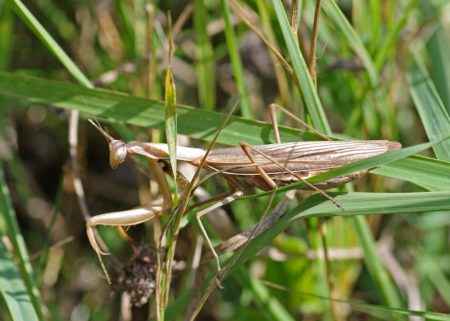 Bug o’the Week – Praying Mantis encore – Riveredge Nature Center