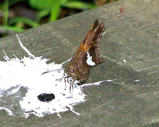 Bug o’the Week – Silver-spotted Skipper – Riveredge Nature Center