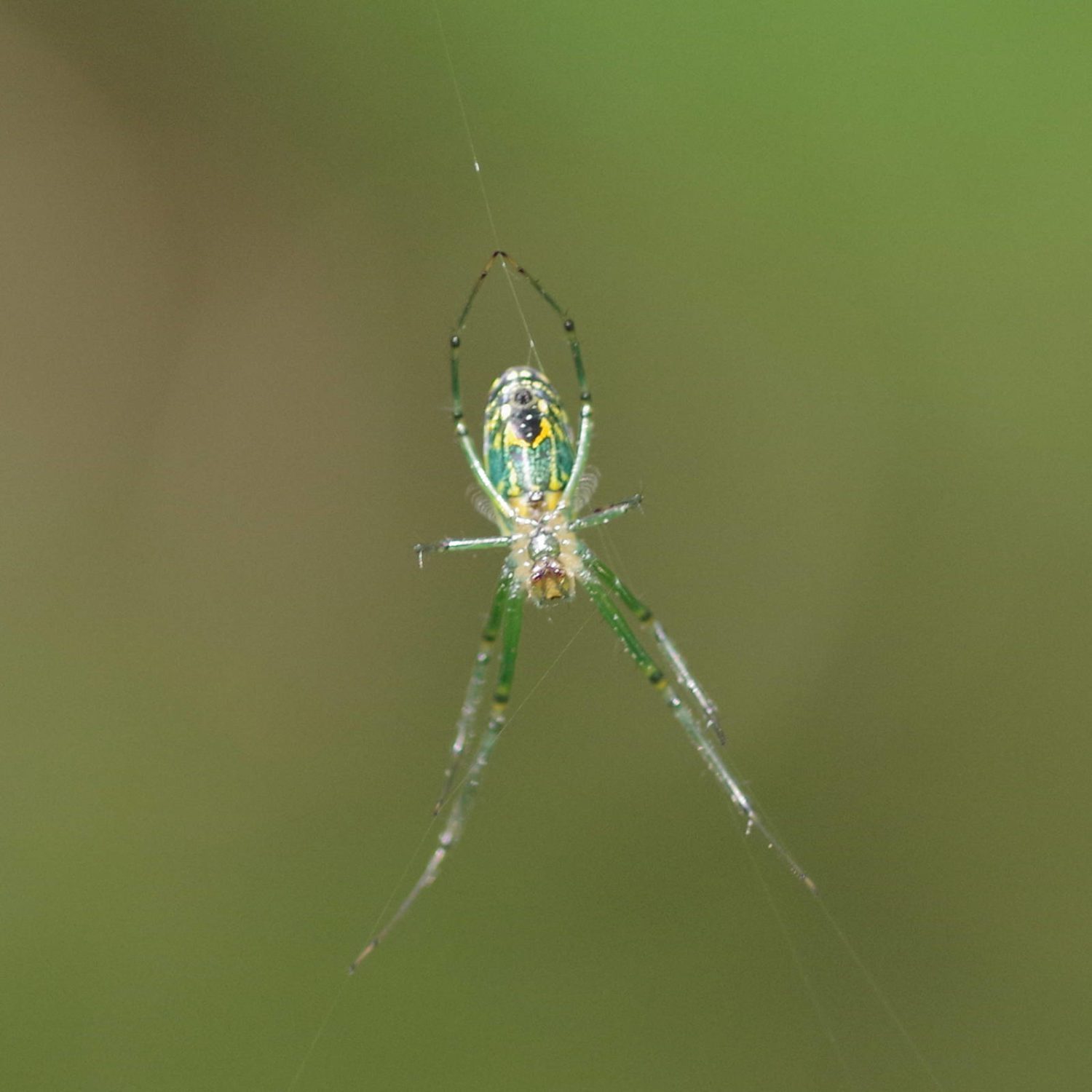 Bug o’the Week – Speed-dating the Spiders III, the Orchard Spider ...