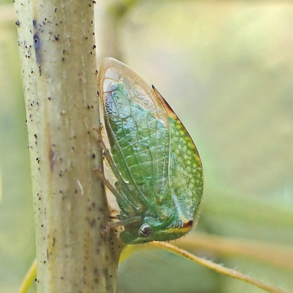Bug o’the Week – Buffalo Treehopper – Riveredge Nature Center