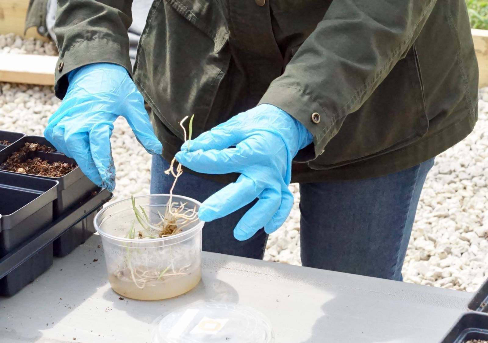 Native Orchid Restoration Planting at Riveredge – Riveredge Nature Center