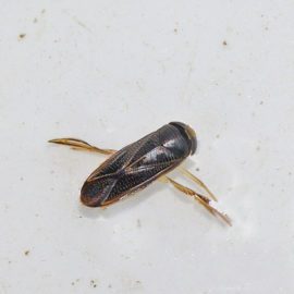 Bug o’the Week – Water Boatmen and Backswimmers Rerun – Riveredge ...