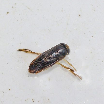 Bug o’the Week – Water Boatmen and Backswimmers Rerun – Riveredge ...