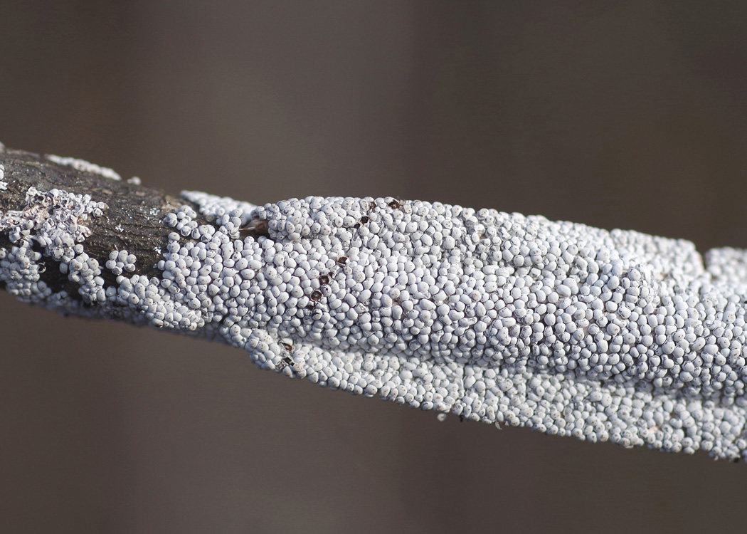 Bug o’the Week – And Now for Something a Little Different – Slime Molds ...