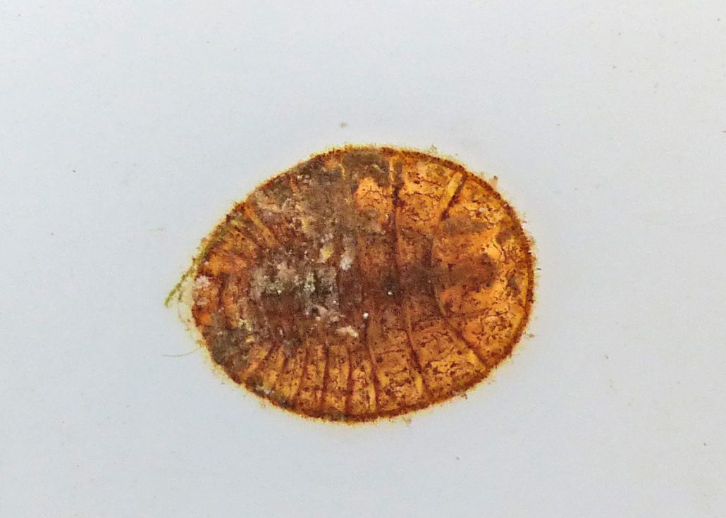 Bug o’the Week – Water Penny Redux – Riveredge Nature Center