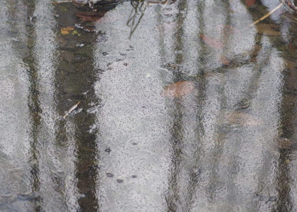Bug of the Week – A Sproing of Springtails – Riveredge Nature Center