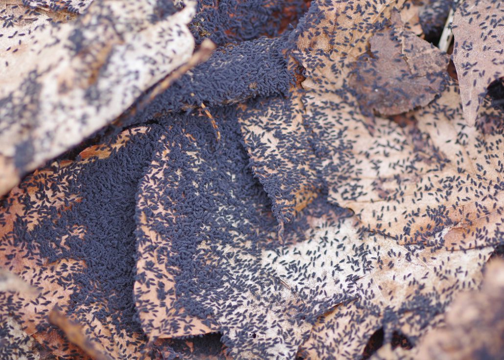 Bug of the Week – A Sproing of Springtails – Riveredge Nature Center