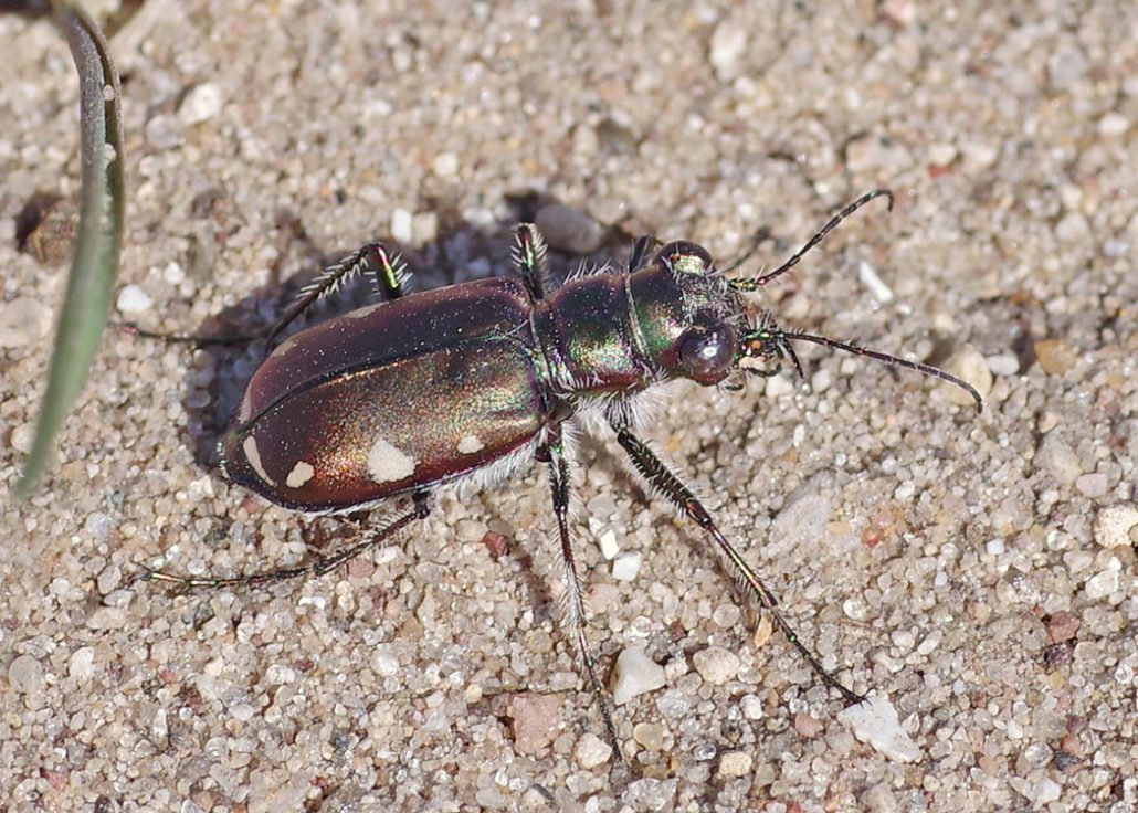 Bug o’the Week – Festive Tiger Beetle – Riveredge Nature Center
