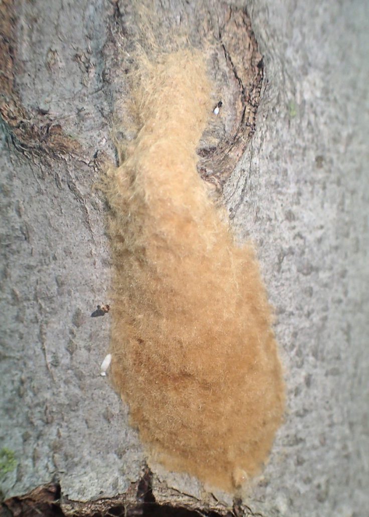 Bug o’the Week – Gypsy moth – Riveredge Nature Center