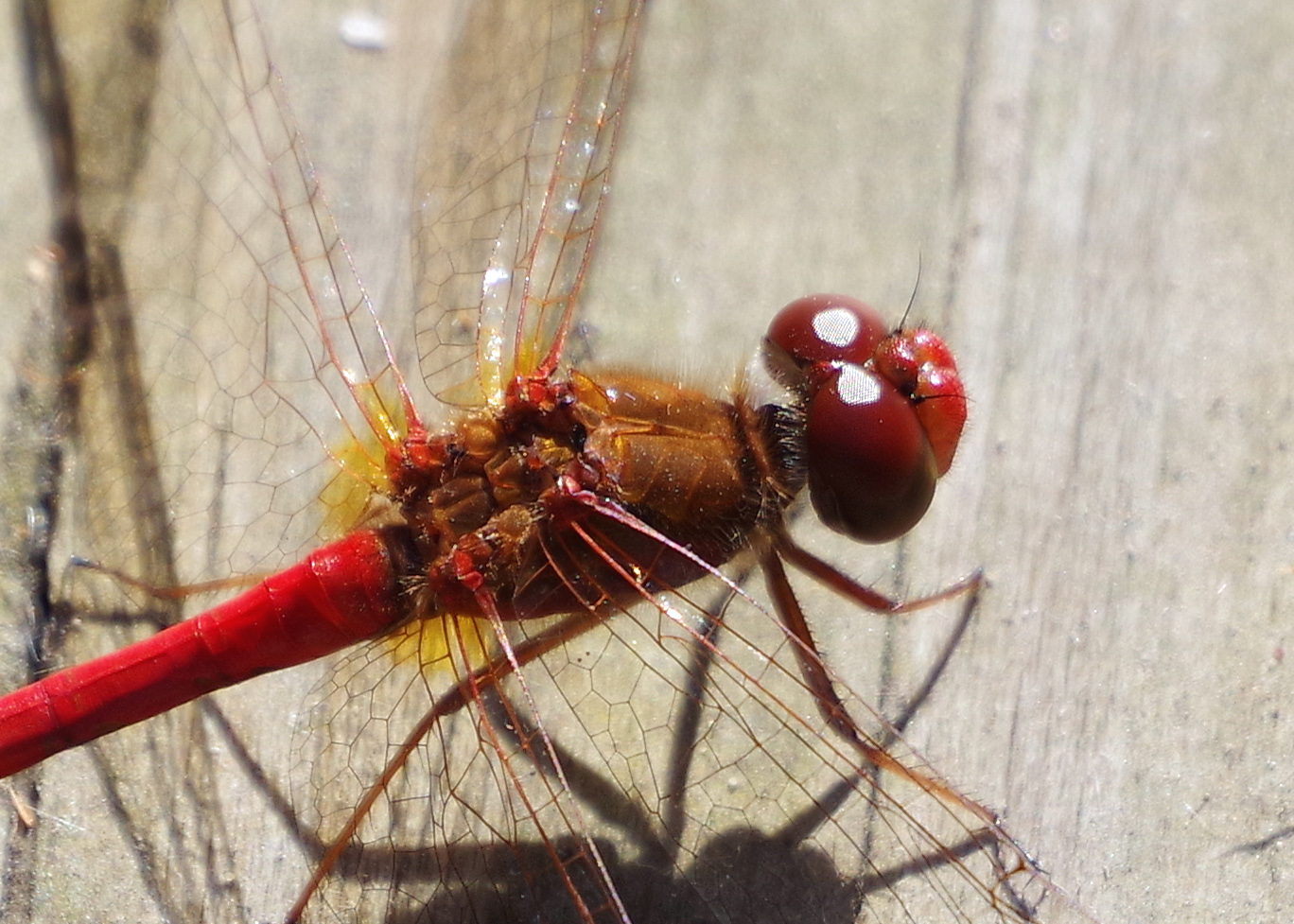 Bug o’the Week – Autumn Meadowhawk Dragonfly – Riveredge Nature Center
