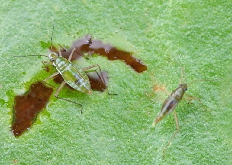 Bug o’the Week – Wetland Homage II – Water Treader by Kate Redmond ...