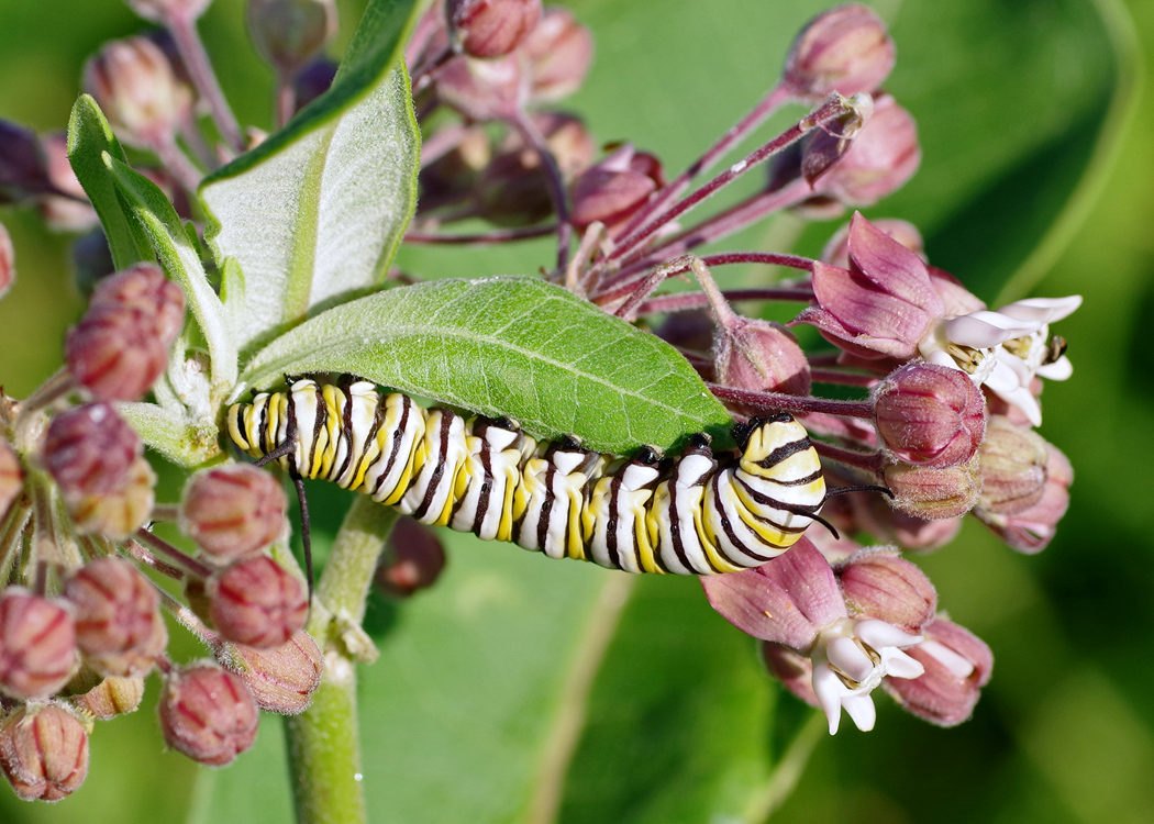Bug o’the Week – The Monarch Butterfly Problem – Riveredge Nature Center