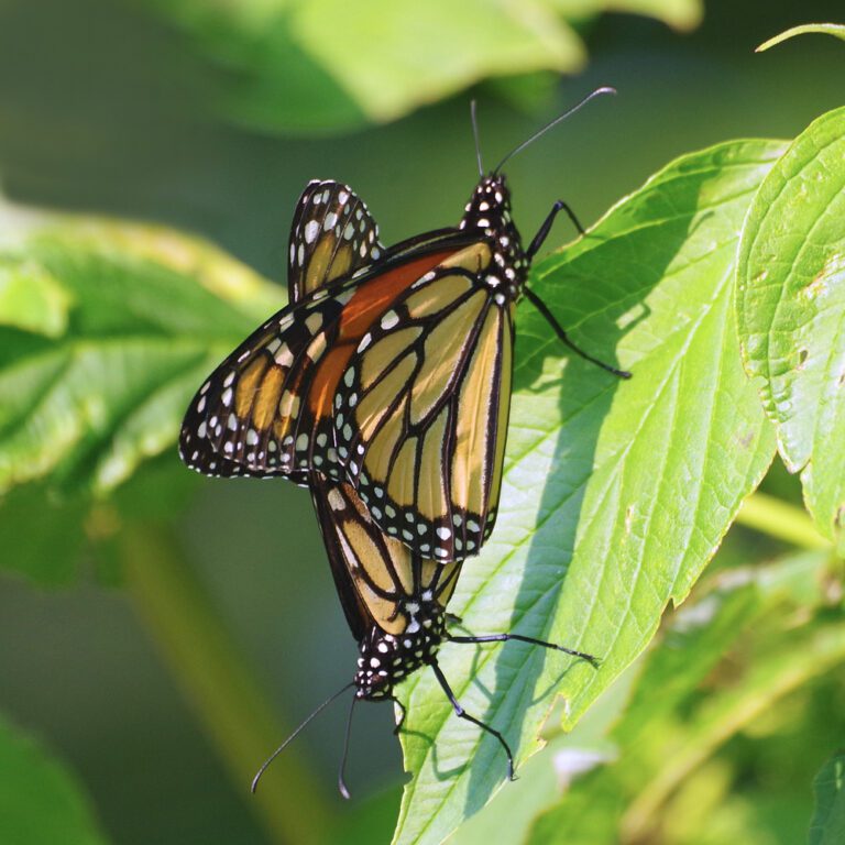 Bug o’the Week – The Monarch Butterfly Problem – Riveredge Nature Center