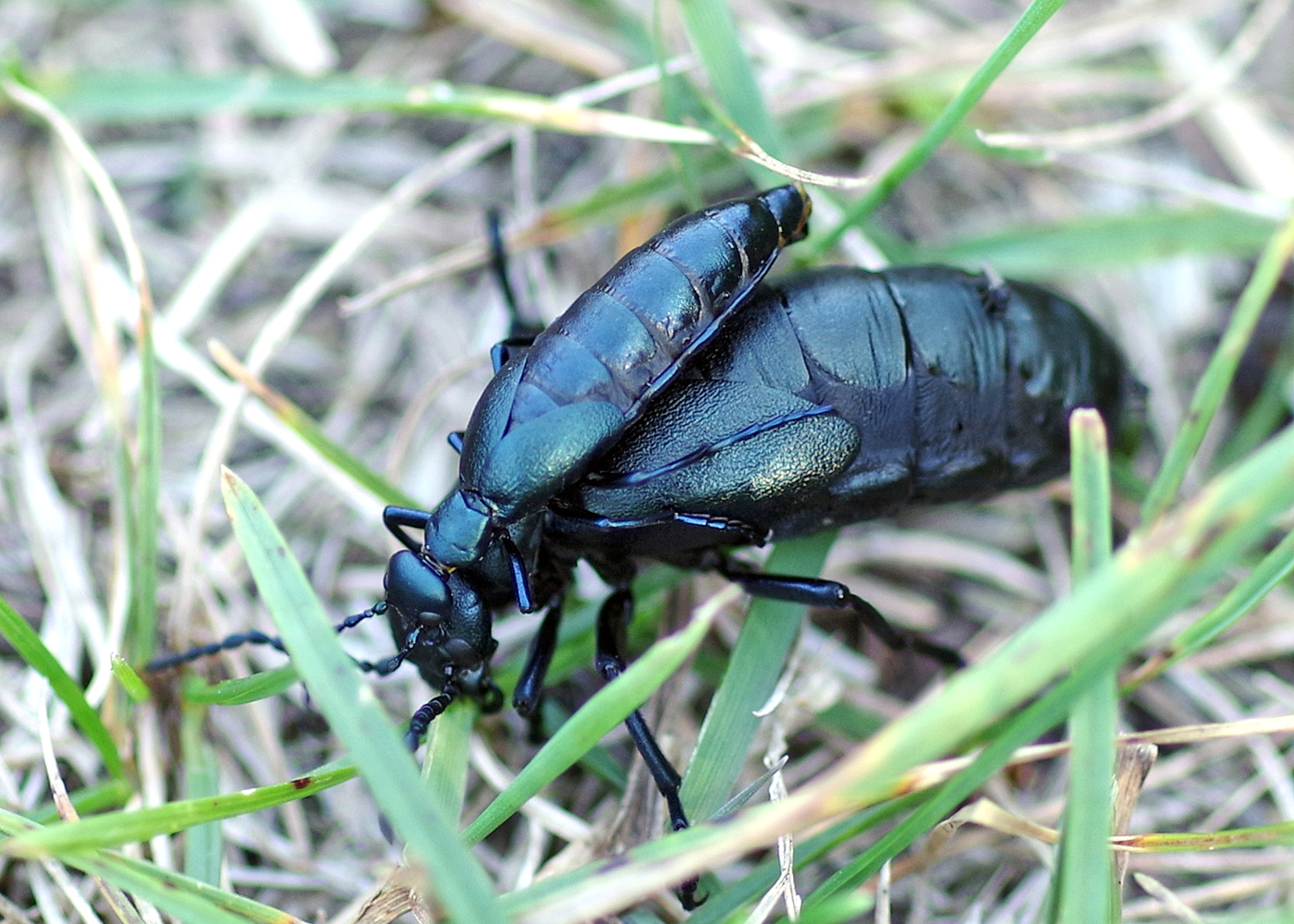 Bug o’the Week – Oil Beetle Adventures – Riveredge Nature Center