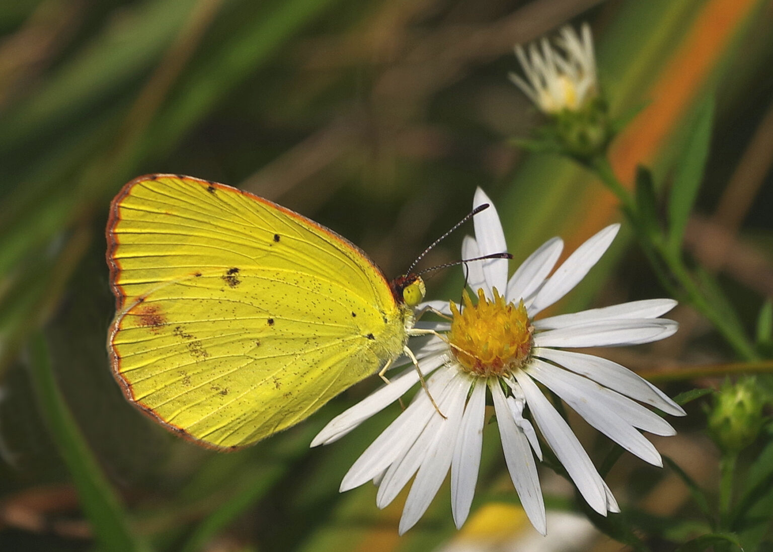 Bug o’the Week – Little Yellow Butterfly – Riveredge Nature Center